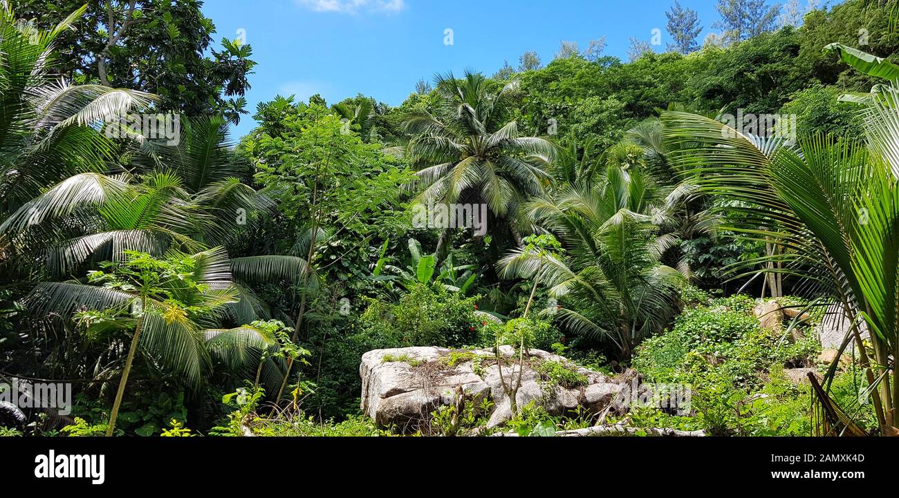 selective focus, tropical island, palm trees Stock Photo - Alamy