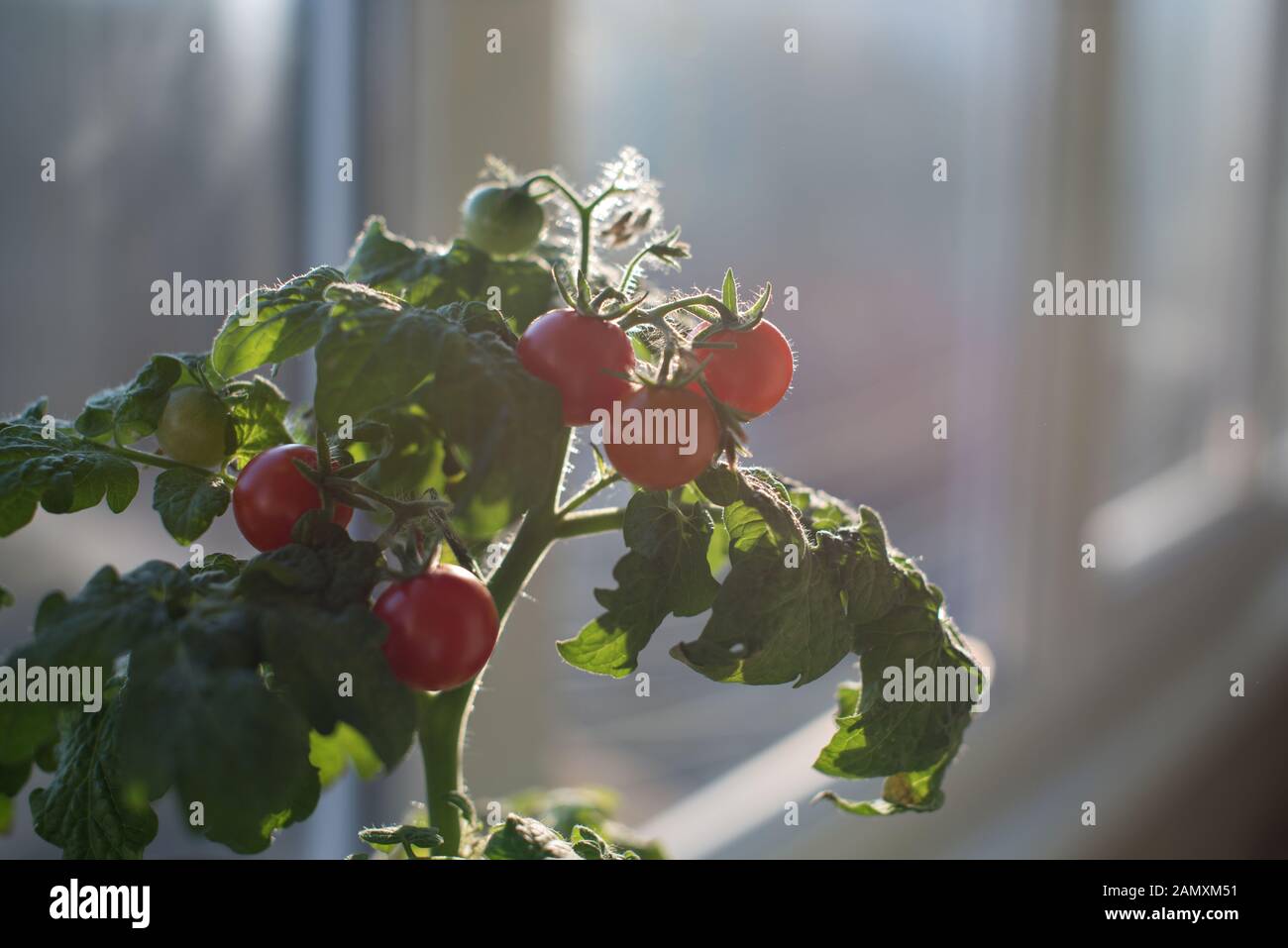 Fruit growing on windowsill hi-res stock photography and images - Alamy