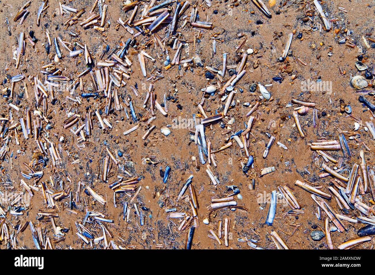 Razor fish hi-res stock photography and images - Alamy