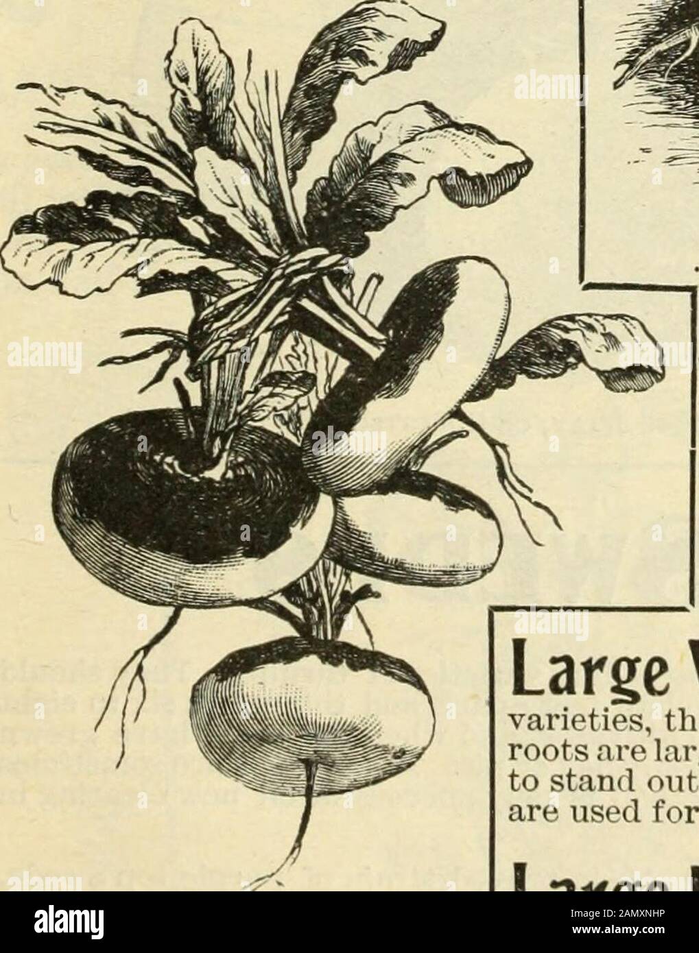 Fine leaved form hi-res stock photography and images - Alamy