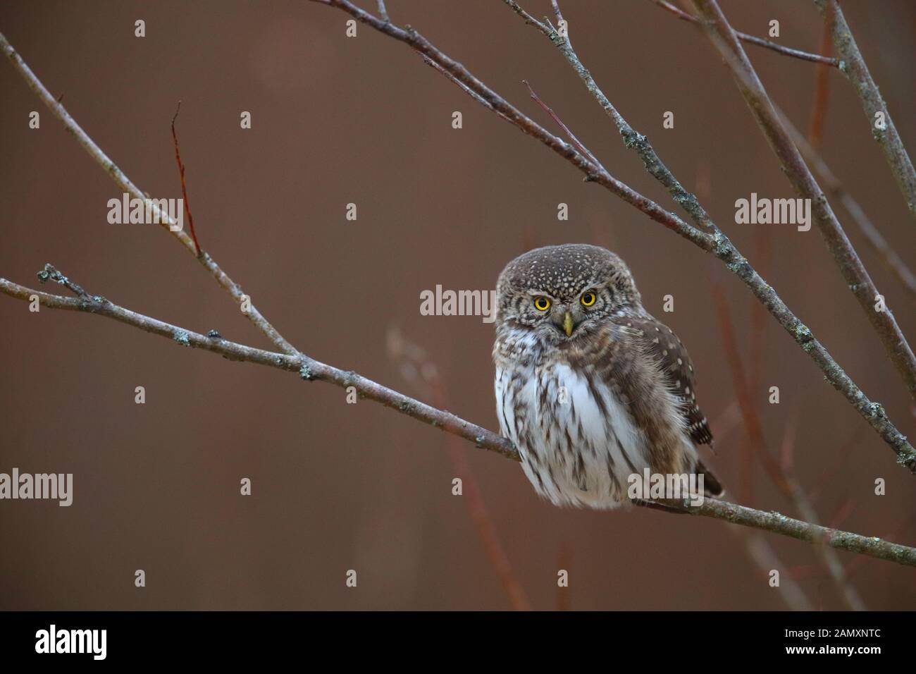 Pygmy Owl (Glaucidium passerinum), Europe Stock Photo - Alamy