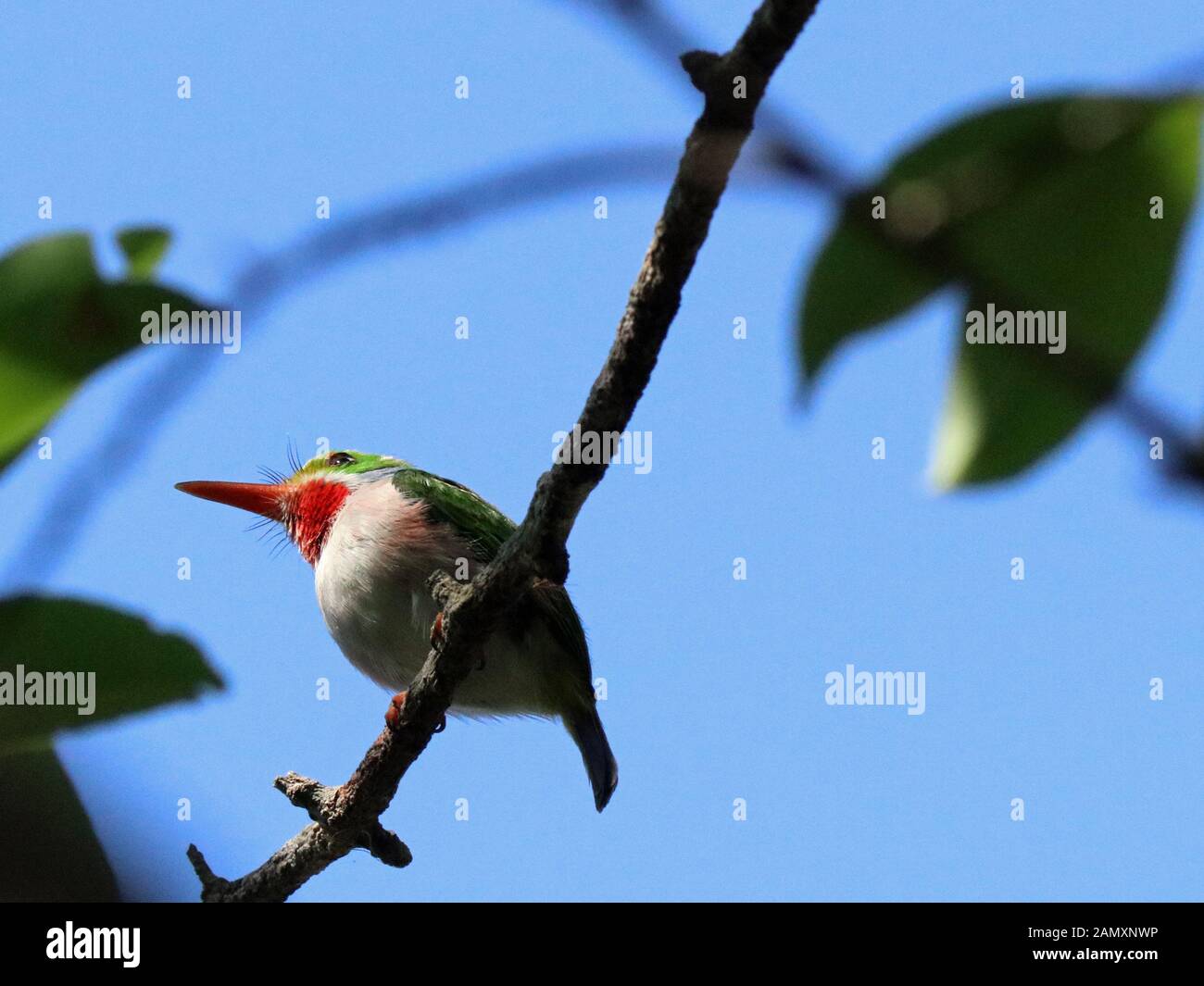 Cartacuba hi-res stock photography and images - Alamy