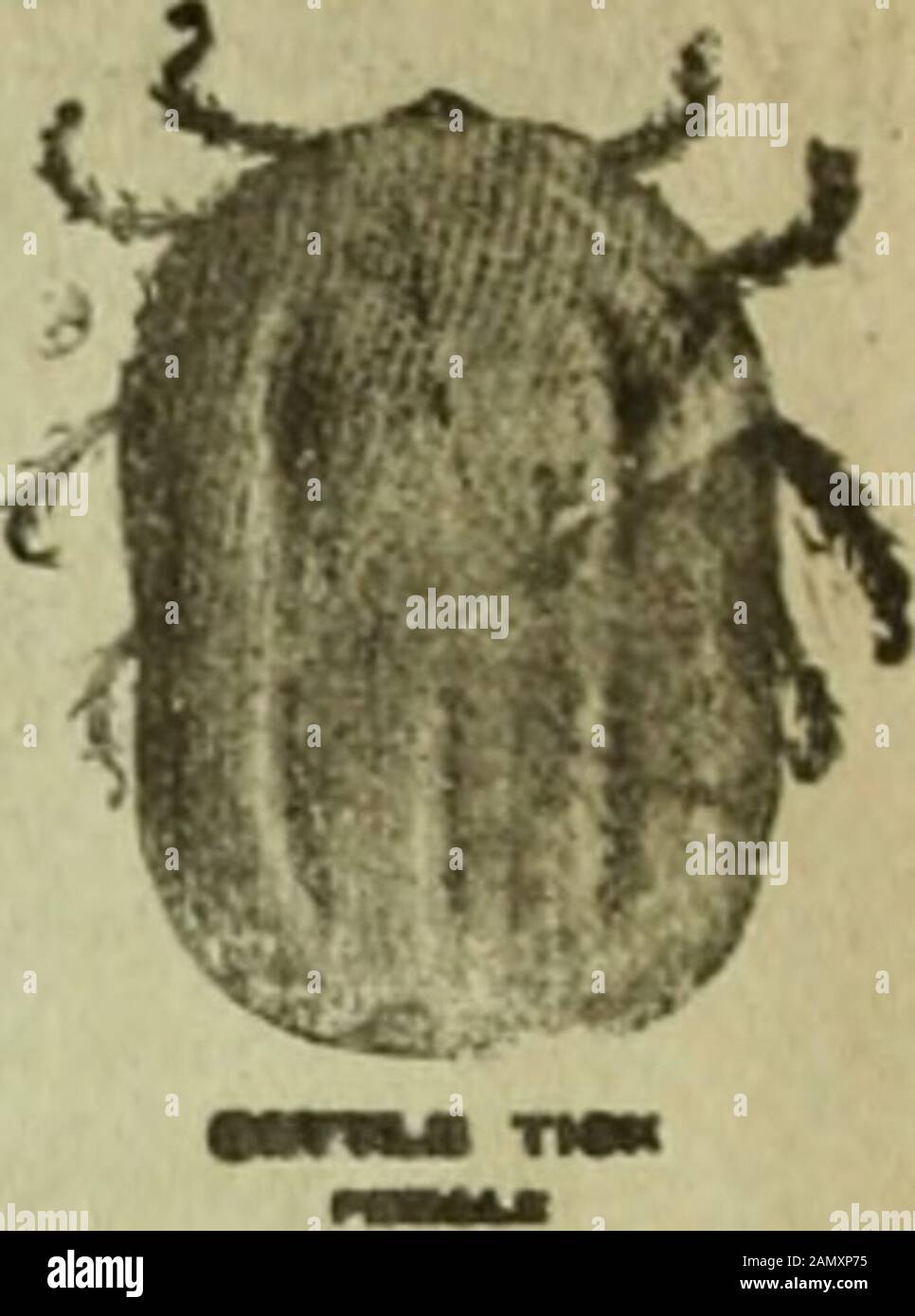 Cattle dip tank hi-res stock photography and images - Alamy