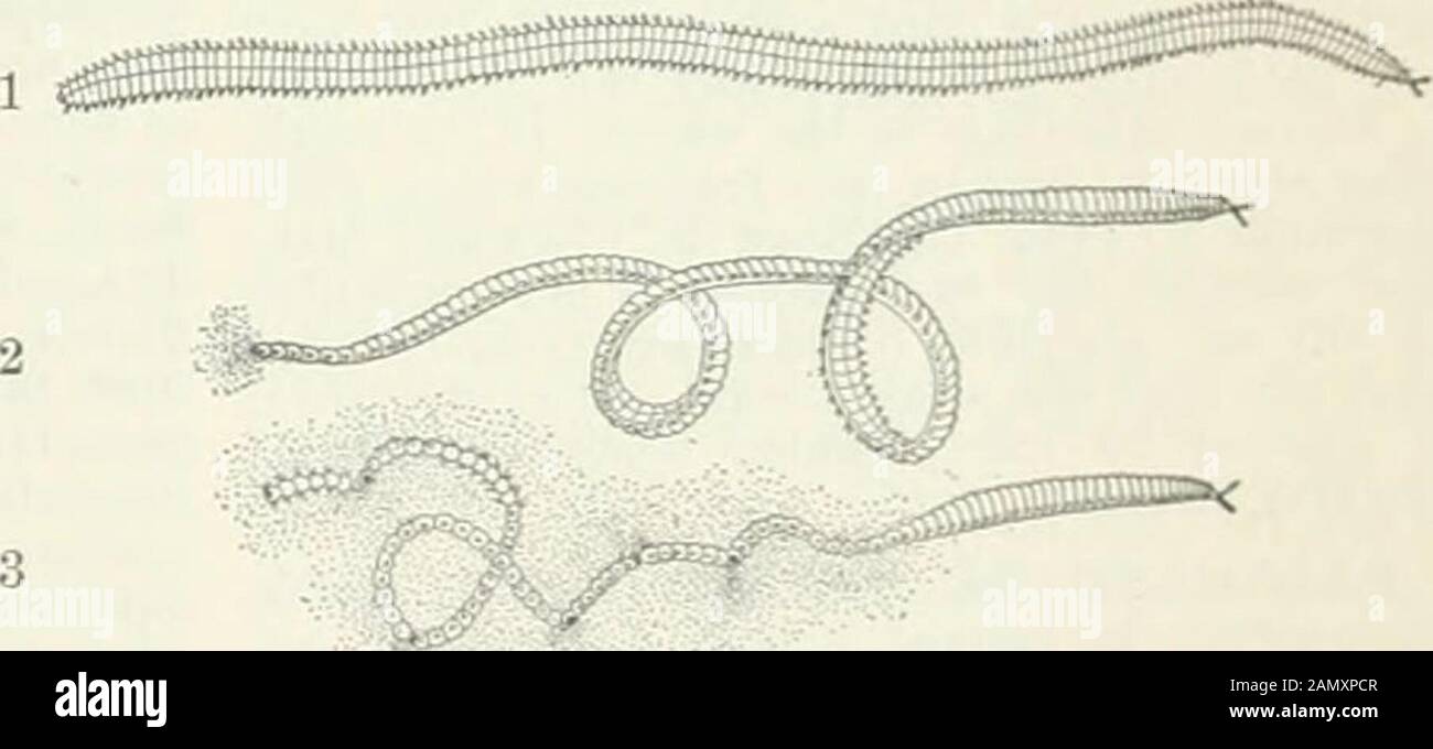 Samoan palolo worm hi-res stock photography and images - Alamy