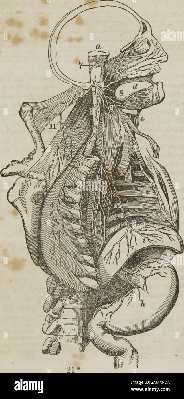 Pes anserinus hi-res stock photography and images - Alamy