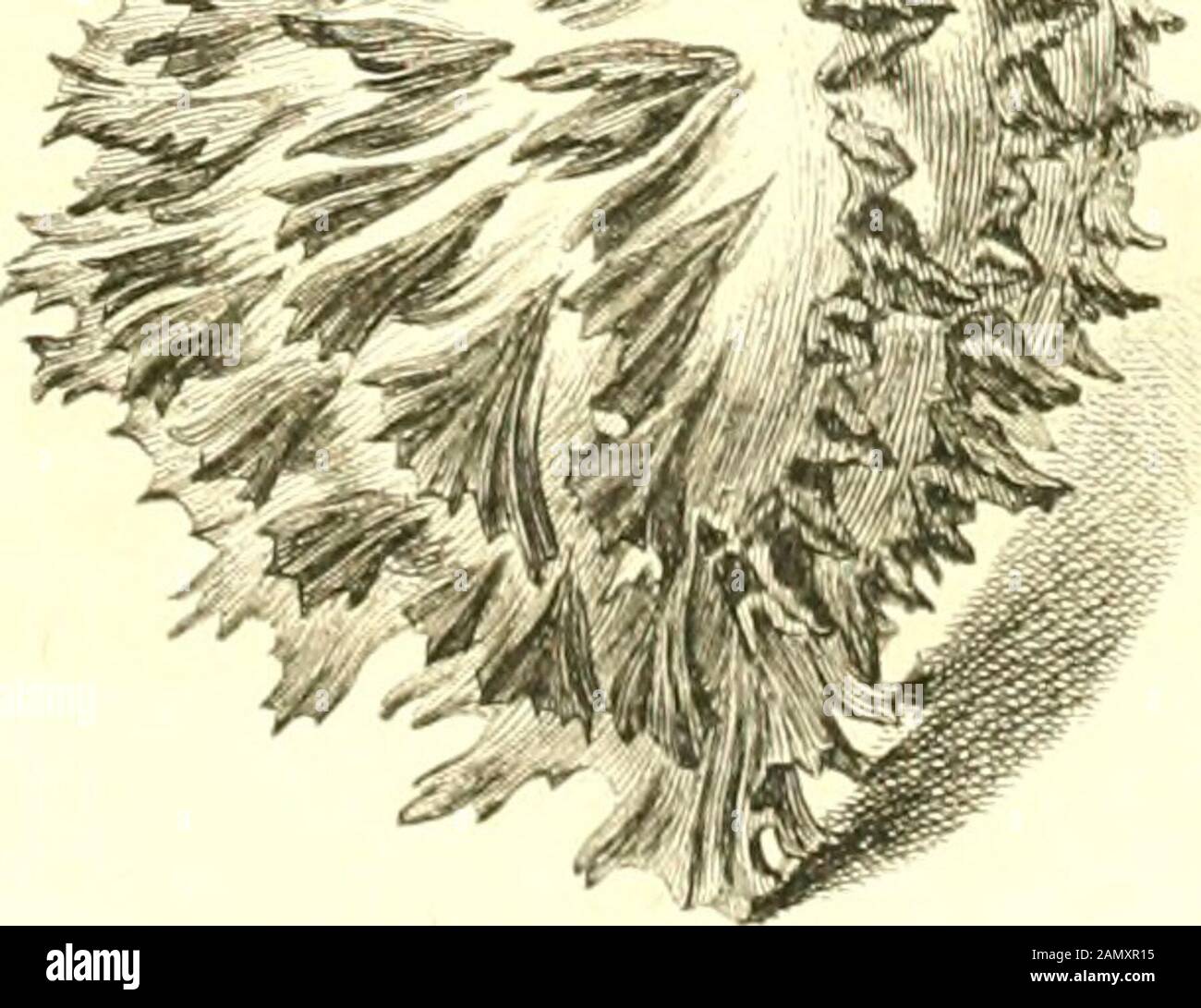 Columelle hi-res stock photography and images - Alamy