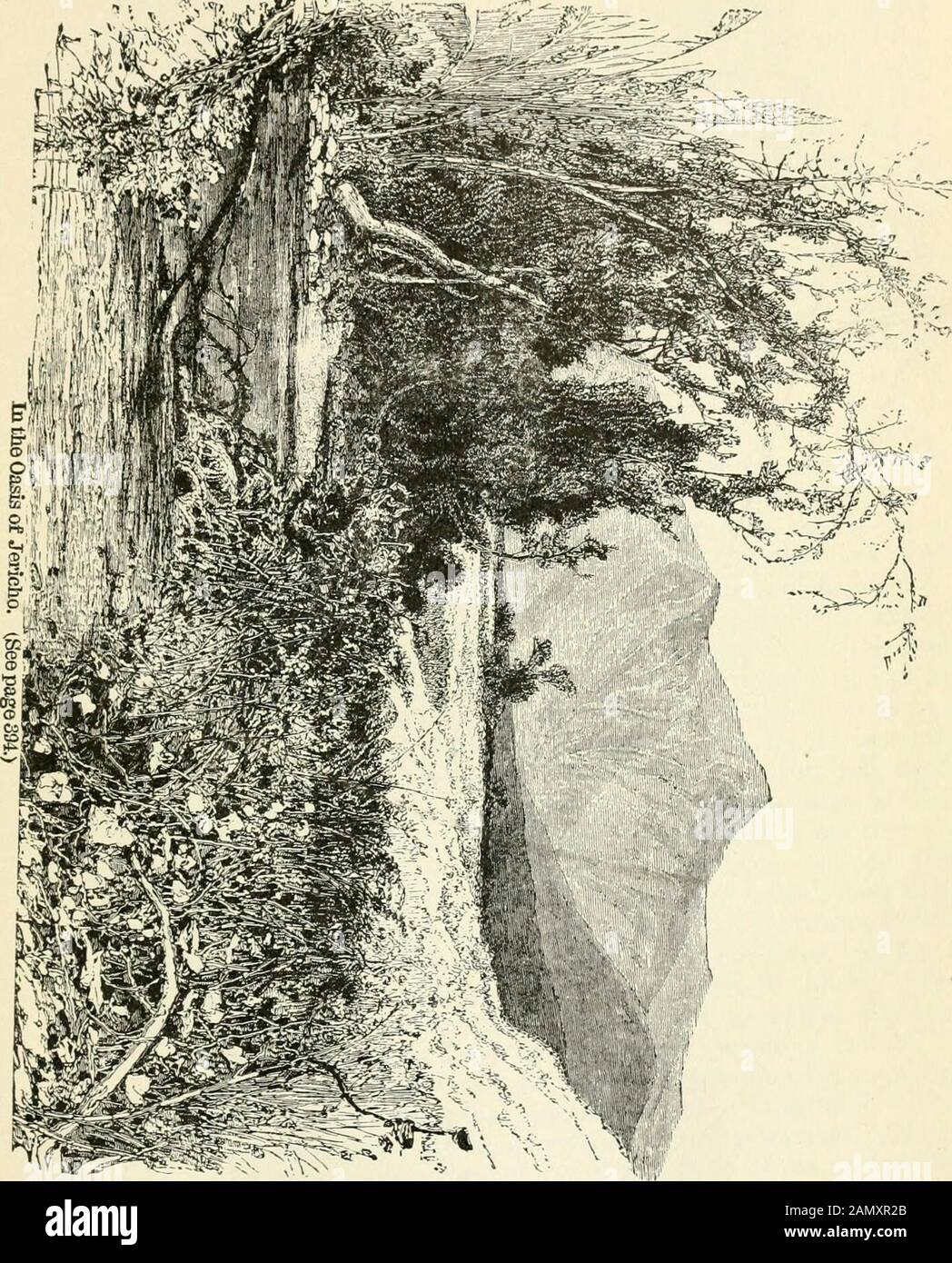 Sidr tree hi-res stock photography and images - Alamy