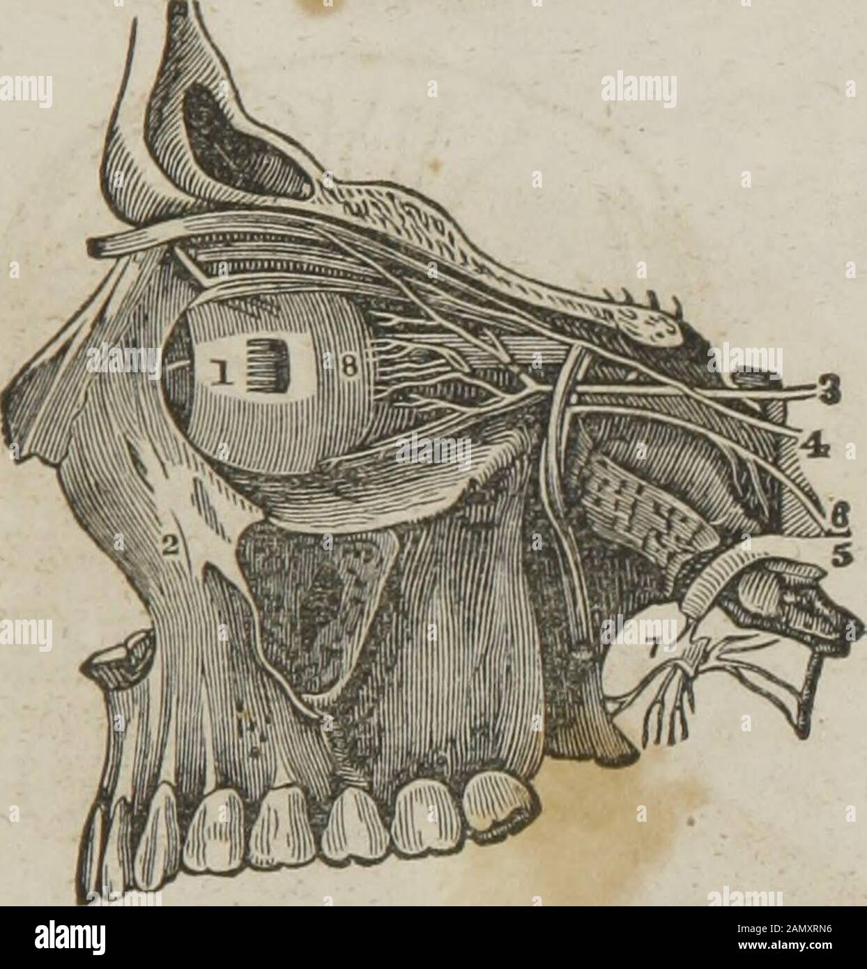 18 corpus callosum hi-res stock photography and images - Alamy