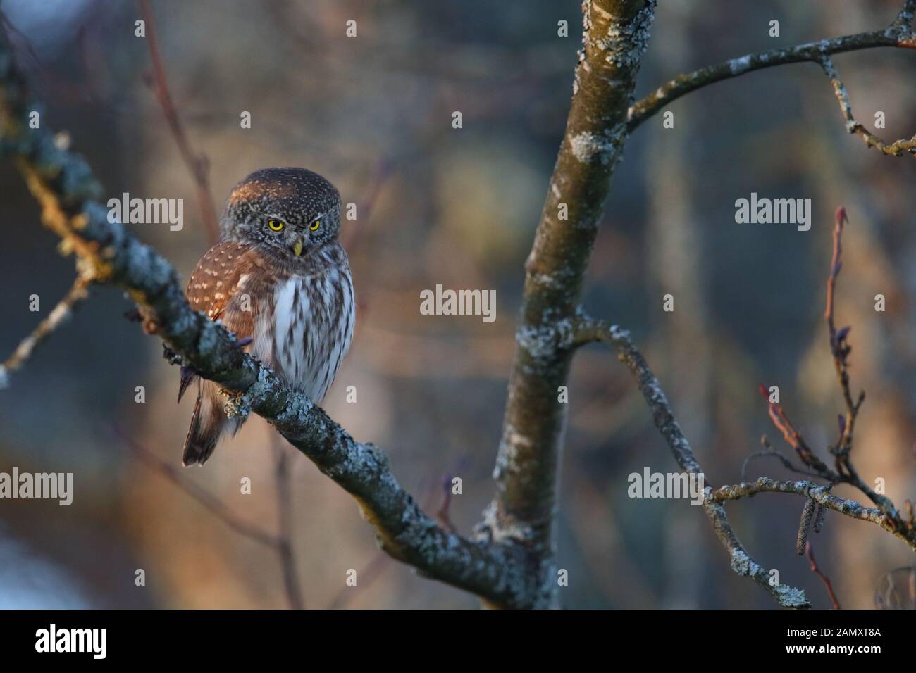 Pygmy Owl (Glaucidium passerinum), Europe Stock Photo - Alamy