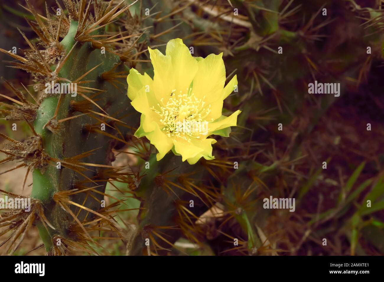 Lush joshua tree plant hi-res stock photography and images - Alamy