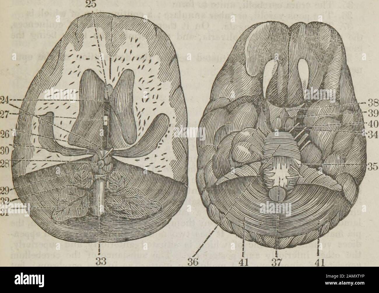 Corpus callosum hemispheres hi-res stock photography and images - Alamy