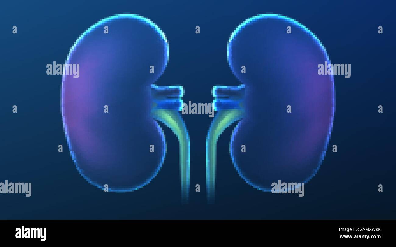 Human kidney cross section hi-res stock photography and images - Alamy