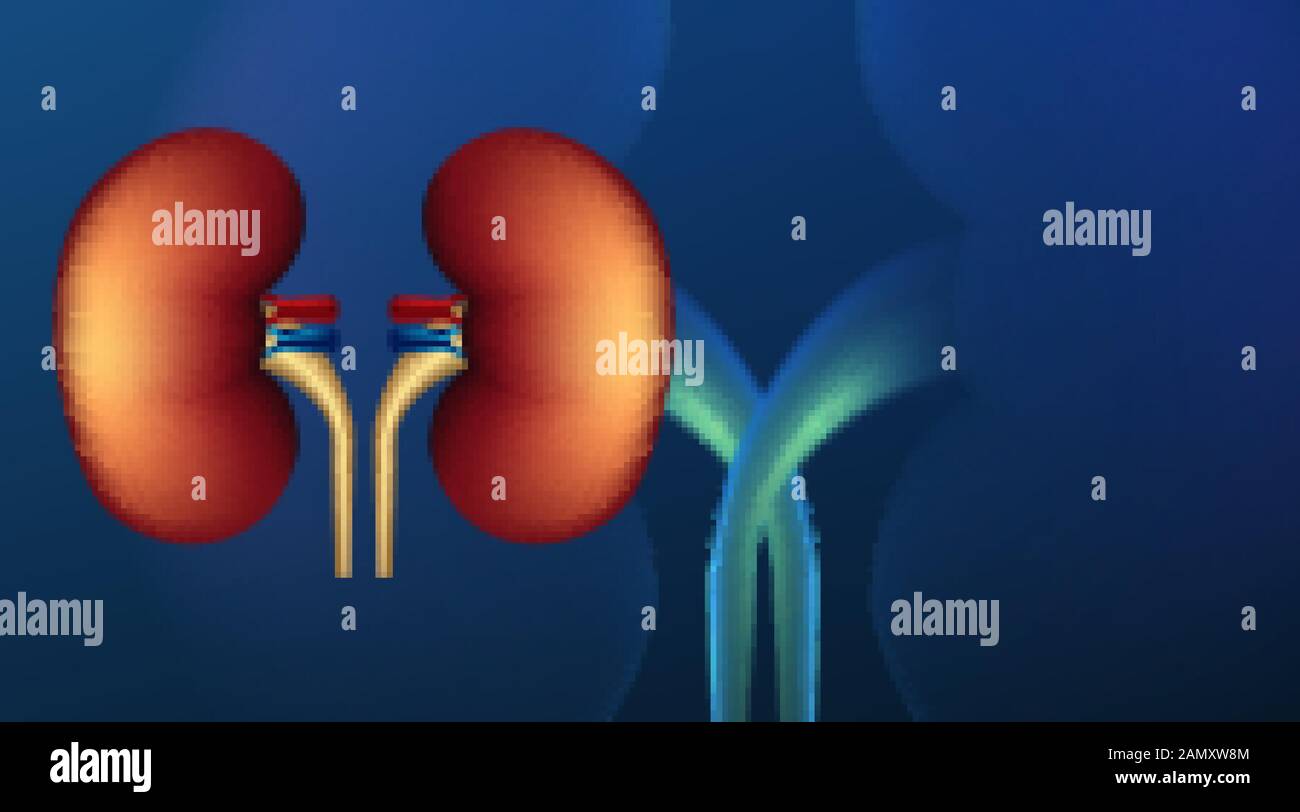 Human kidney cross section hi-res stock photography and images - Alamy