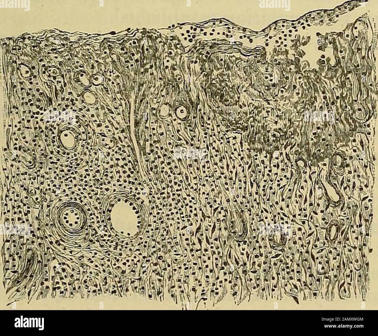 Leuco white hi-res stock photography and images - Alamy