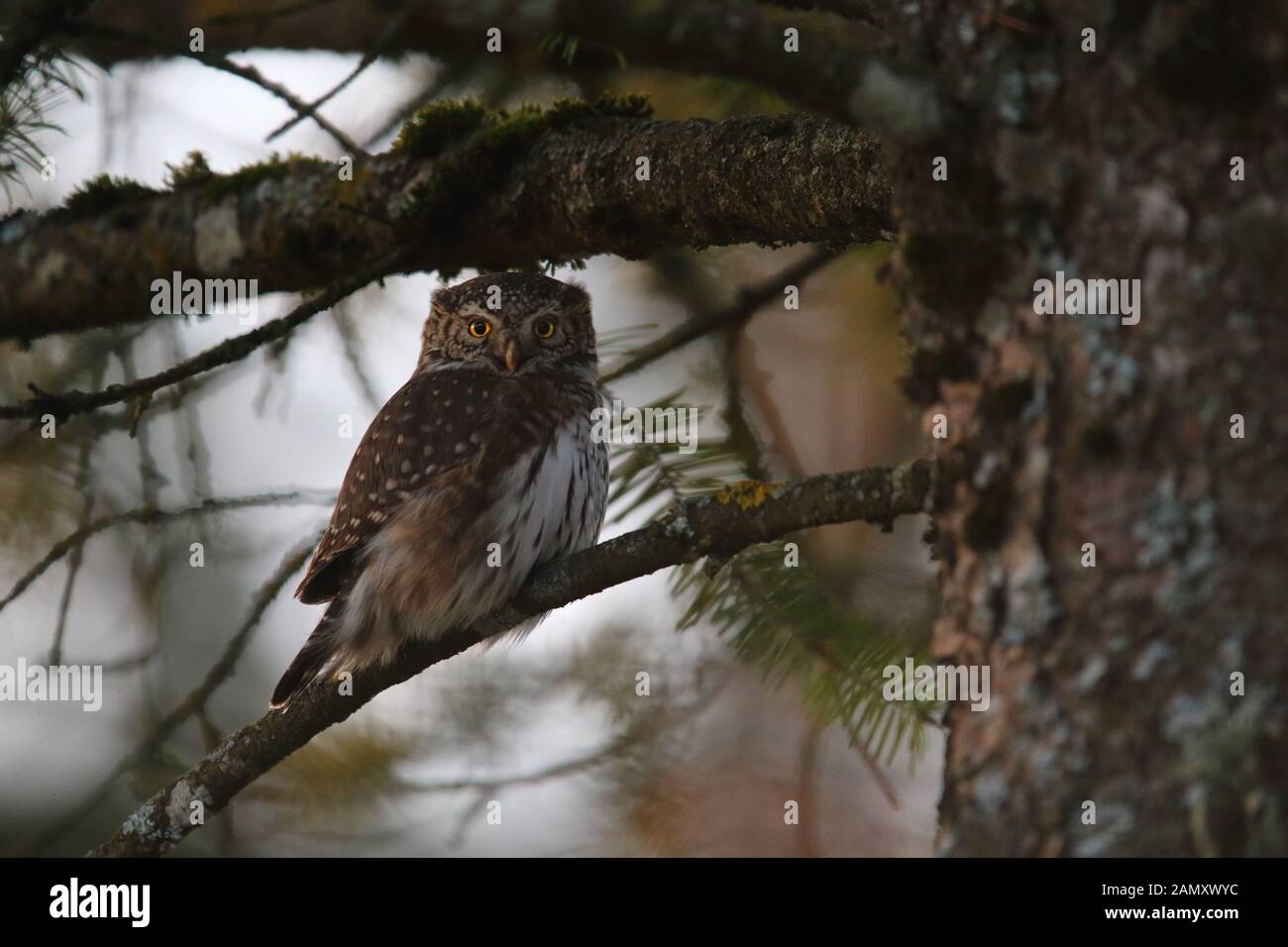 Pygmy Owl (Glaucidium passerinum), Europe Stock Photo - Alamy