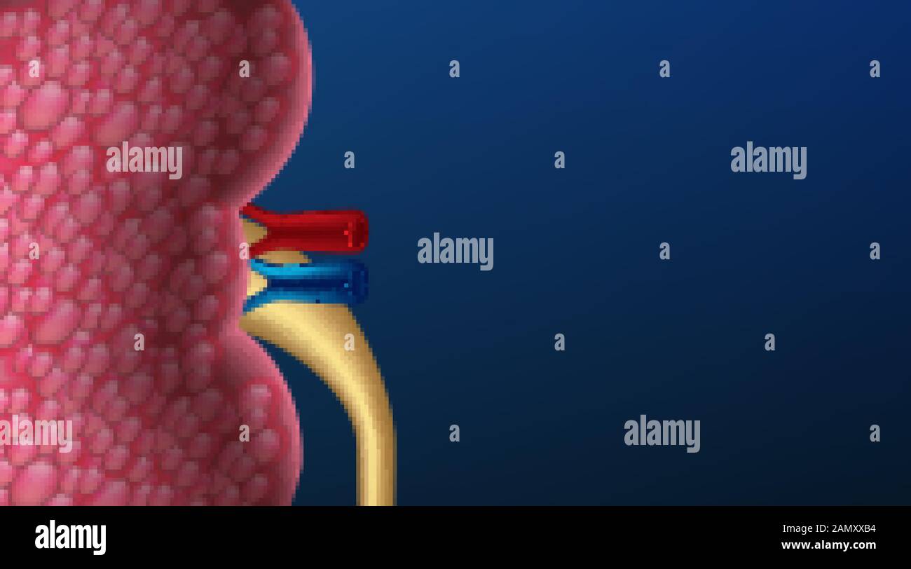 Realist Human kidney cross section on scientific background. vector ...