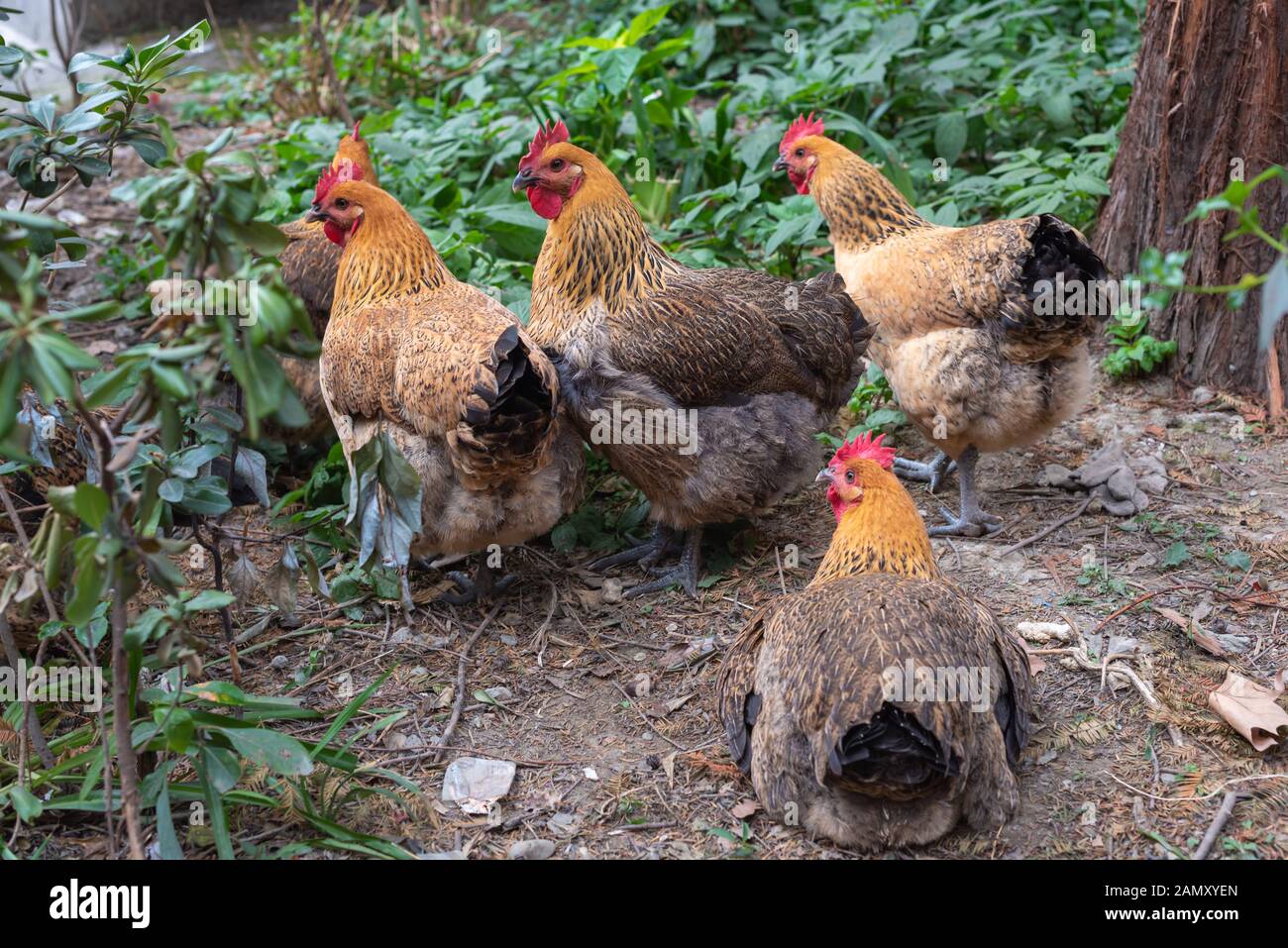 Chicken beak hi-res stock photography and images - Alamy