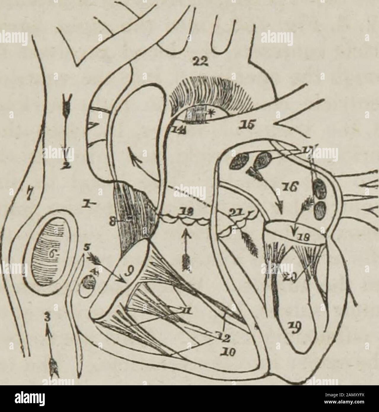 Anatomy and physiology : designed for academies and families . Fig. 162 ...