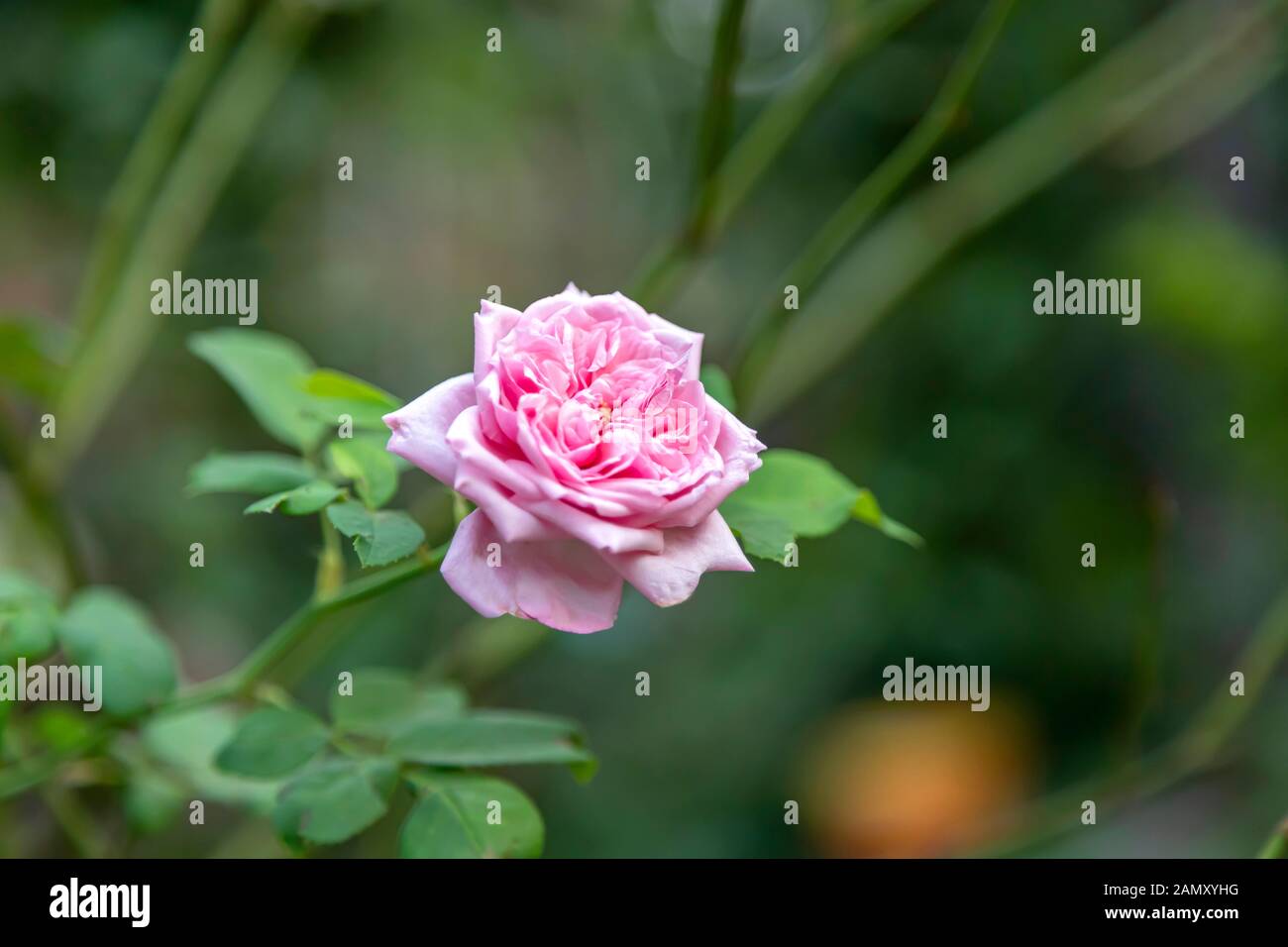 Coral rose flower hi-res stock photography and images - Alamy