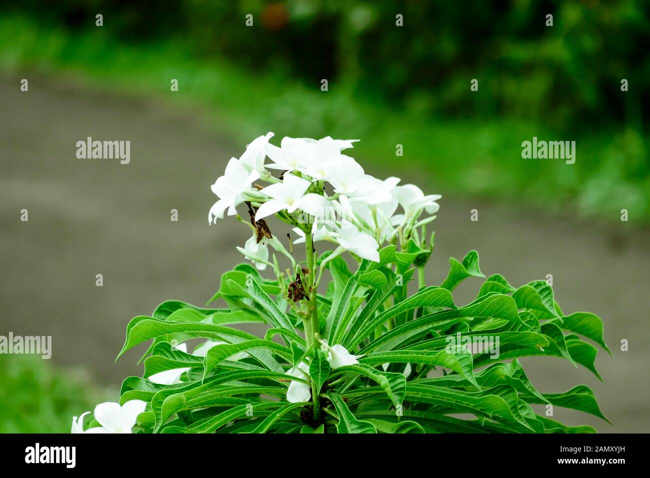 Indian tagar hi-res stock photography and images - Alamy