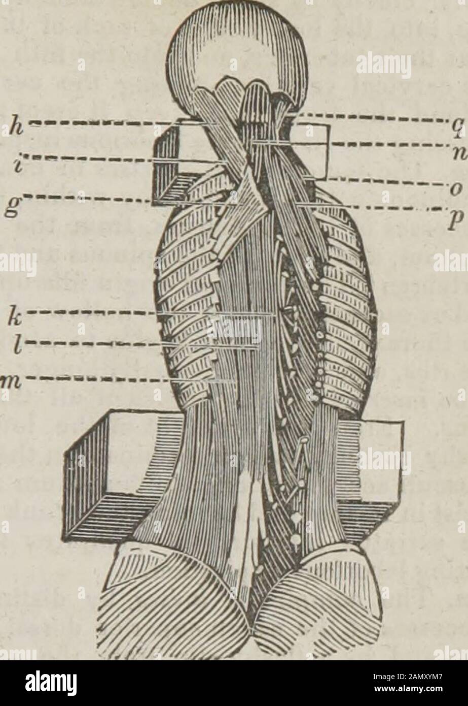 The dissector's guide, or, Student's companion : illustrated by ...