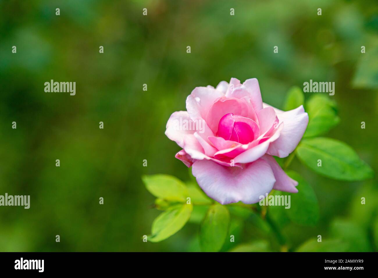 Coral roses blooming in park blooming hi-res stock photography and ...