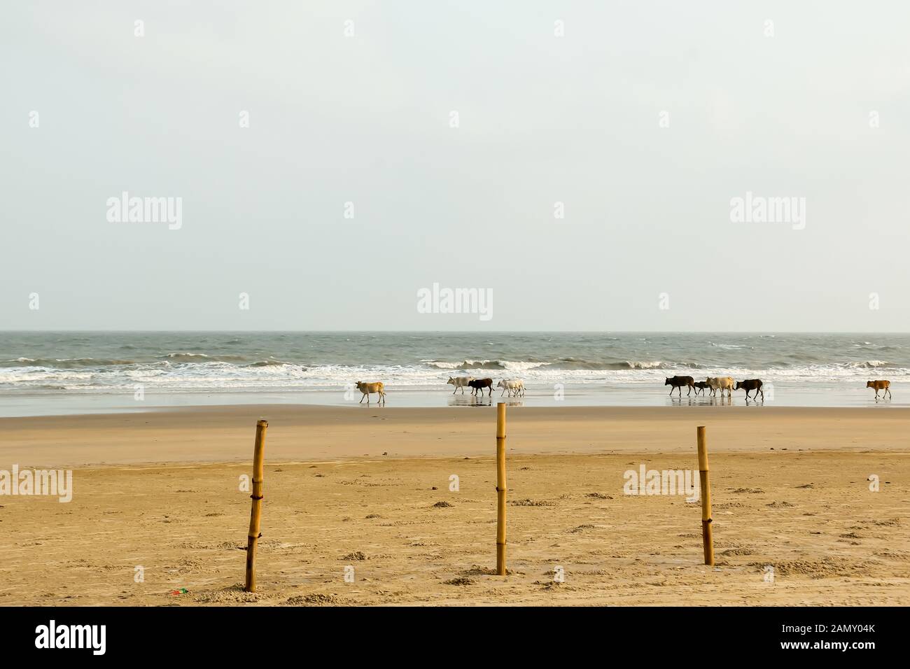 Holy Cows grazing in groups spending days sunning themselves in warm ...