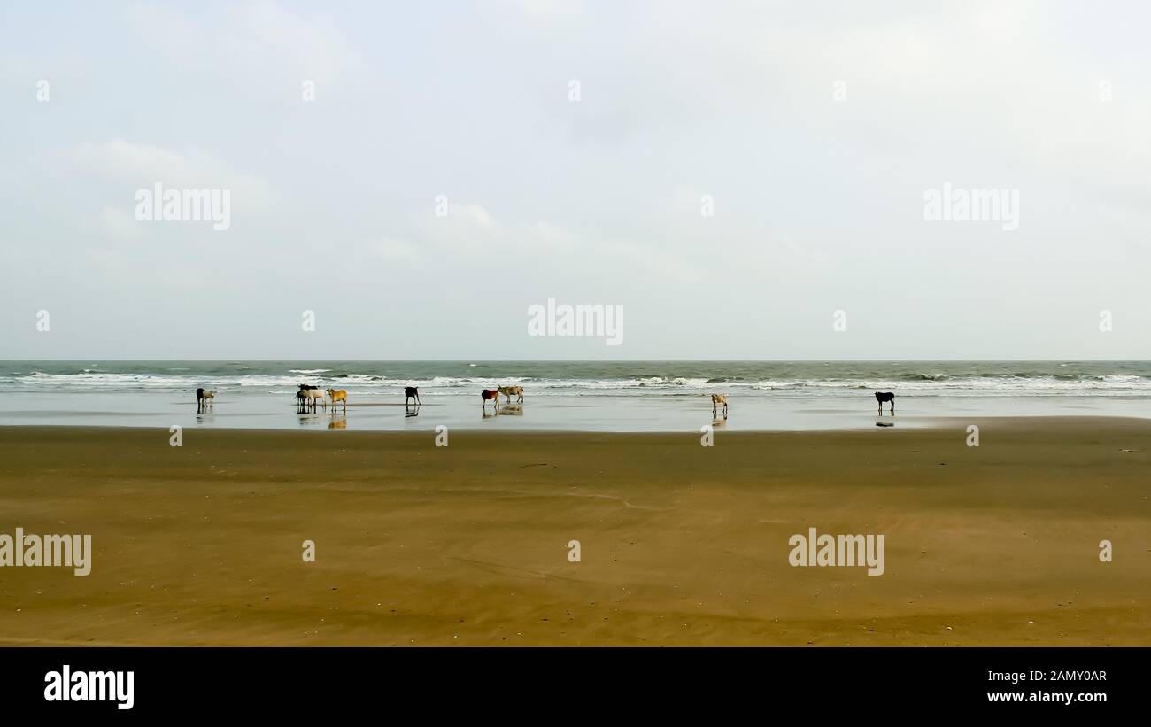 Holy Cows grazing in groups spending days sunning themselves in warm ...