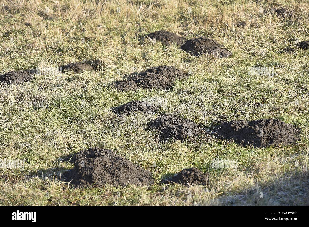 Czech mole hi-res stock photography and images - Alamy