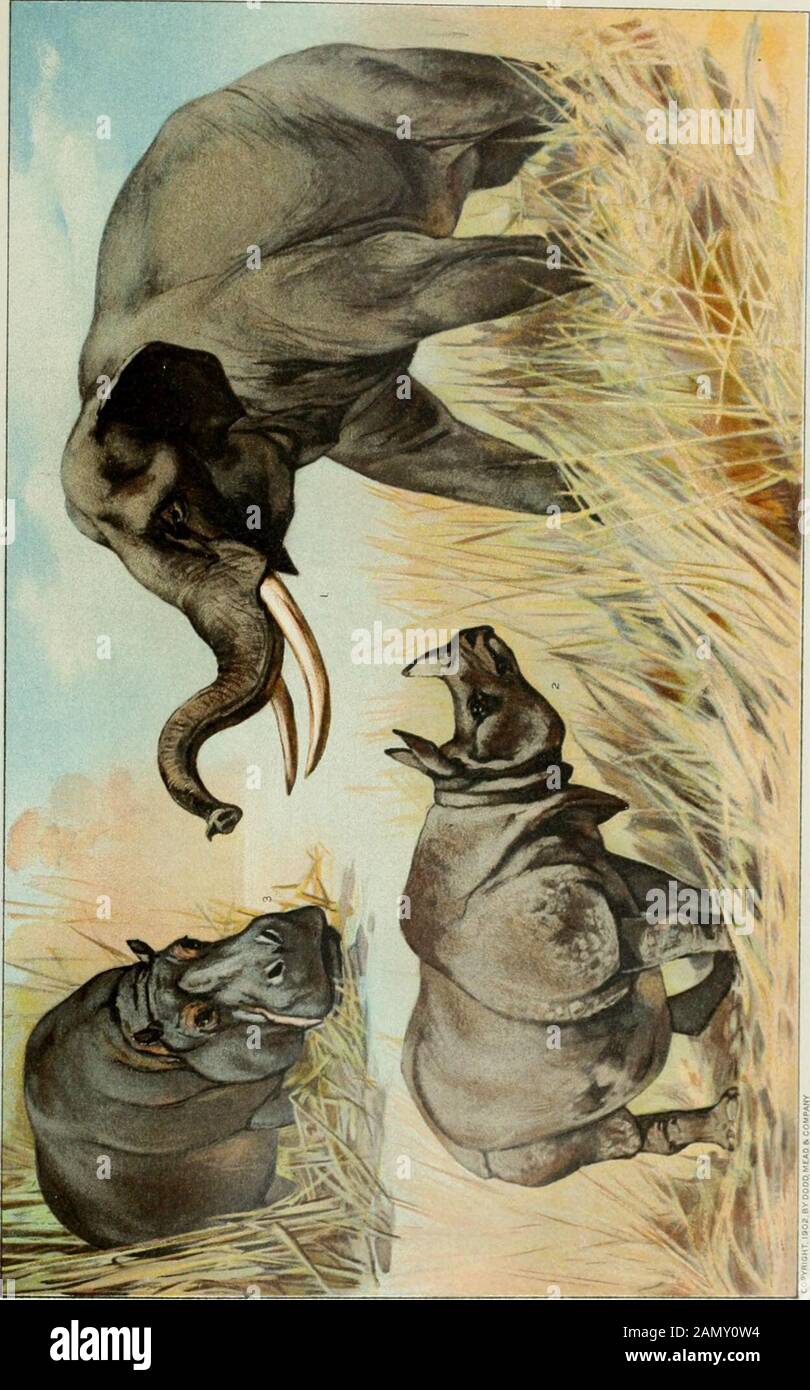 Hippopotamus anatomy hi-res stock photography and images - Alamy