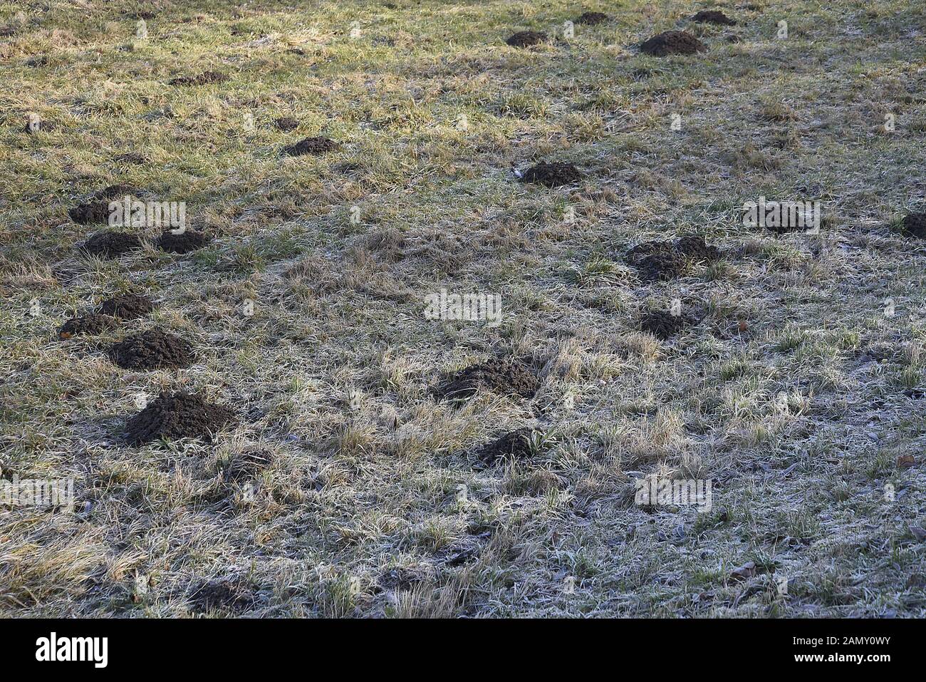 Czech mole hi-res stock photography and images - Alamy