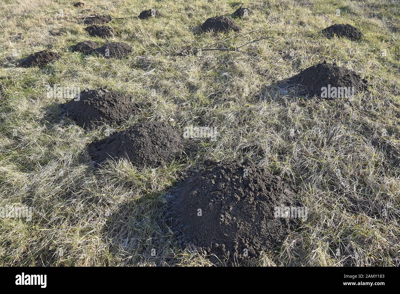 Czech Mole High Resolution Stock Photography and Images - Alamy