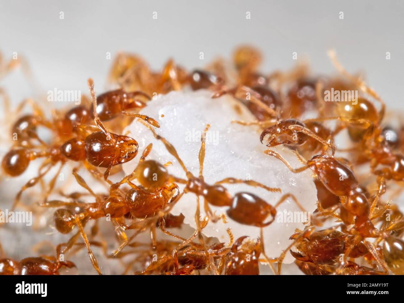 Macro Photography of Group of Pheidole Pallidula Ants Help Each Other ...