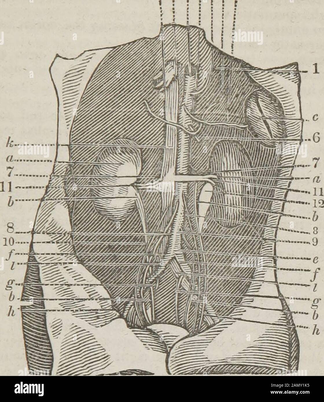 The dissector's guide, or, Student's companion : illustrated by ...