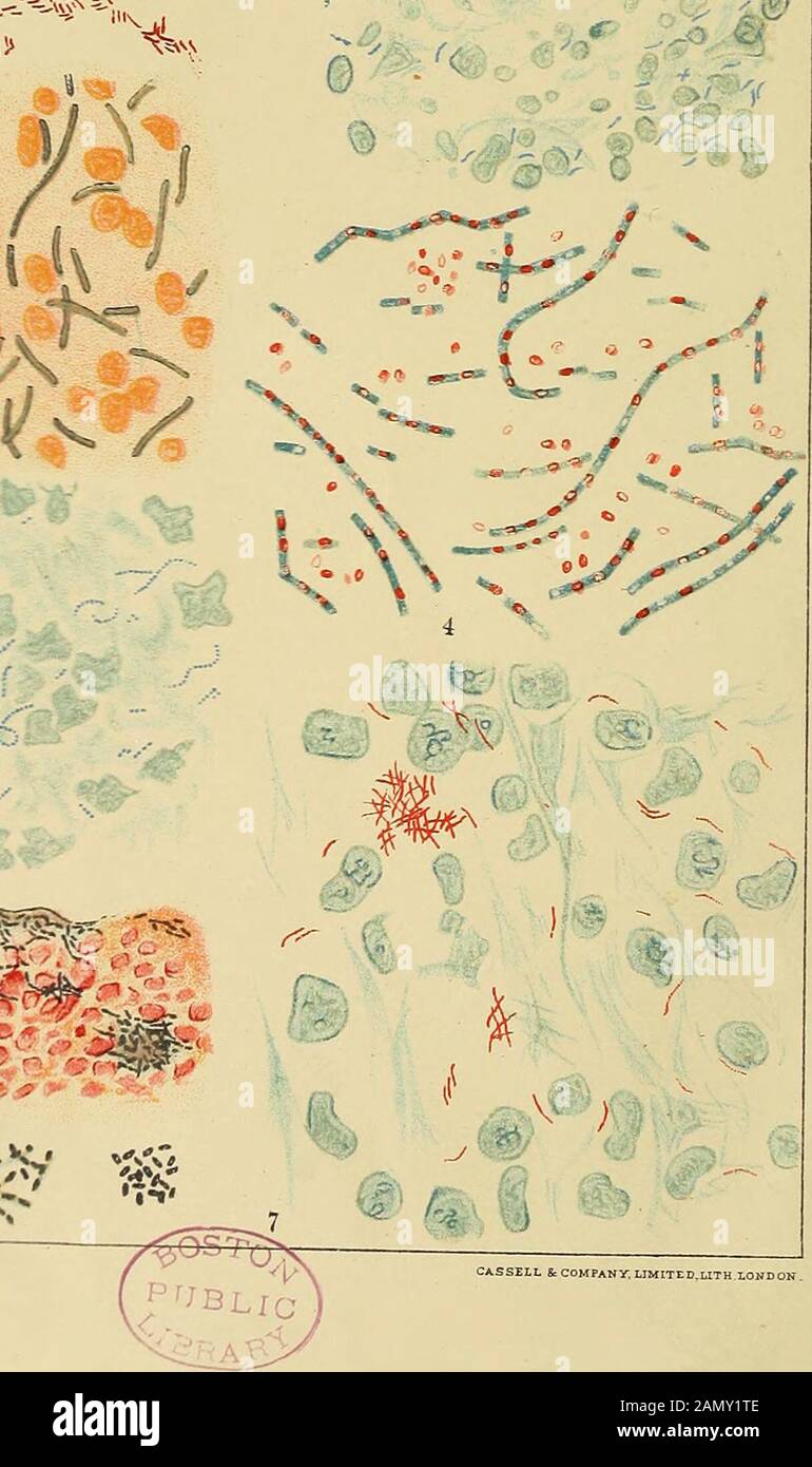 Bacillus anthracis spores hi-res stock photography and images - Alamy