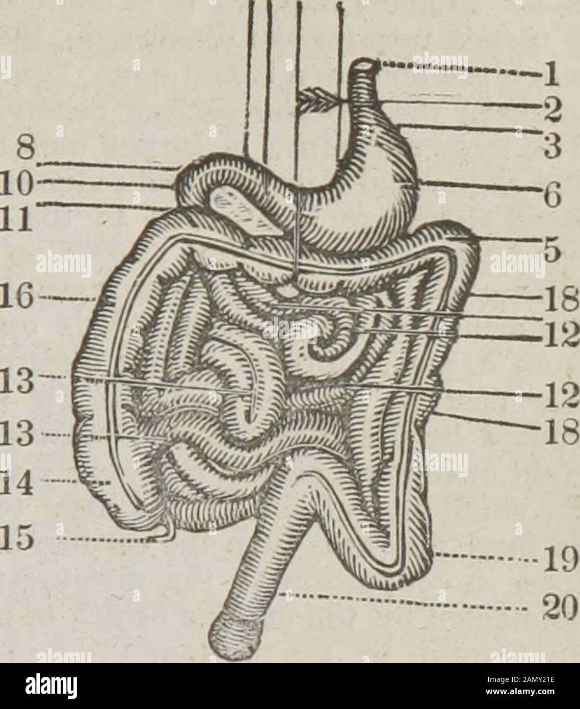 The dissector's guide, or, Student's companion : illustrated by ...