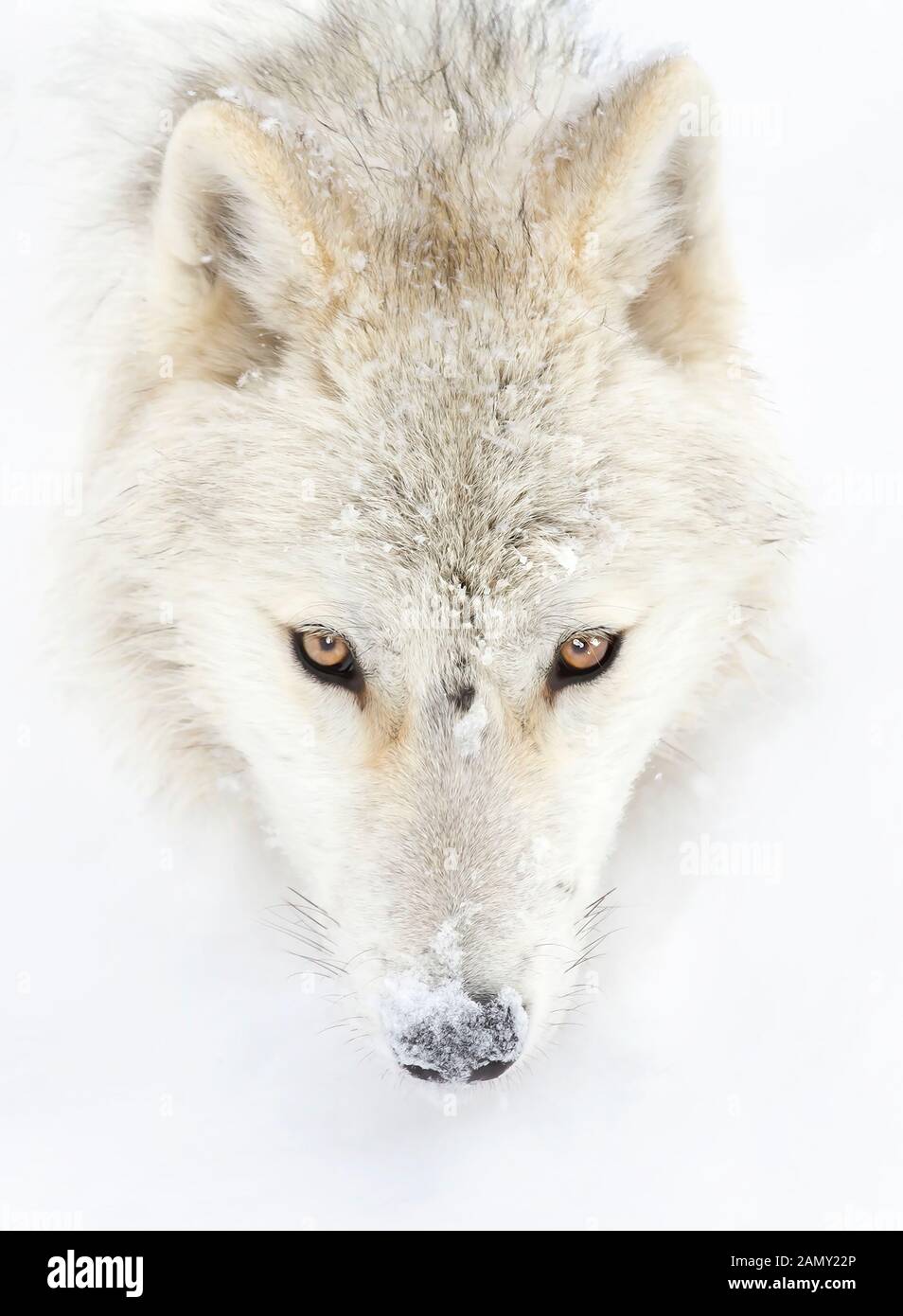 Arctic wolf closeup isolated on white background in the winter snow in ...