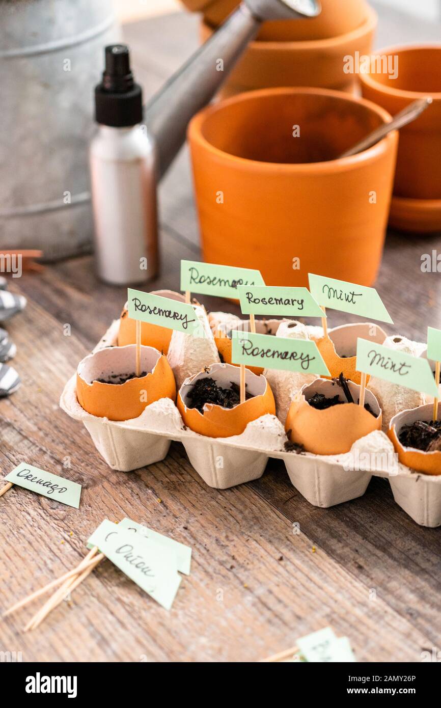 Plantings seeds in eggshells and labeling them with small plant tags ...