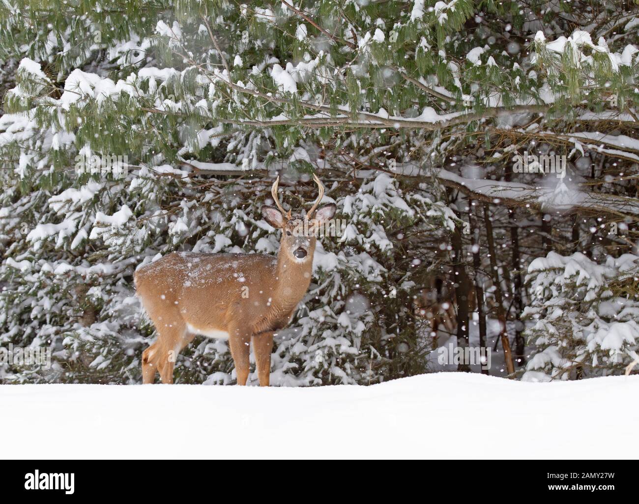 White-tailed deer buck walking in the falling snow in Canada Stock ...