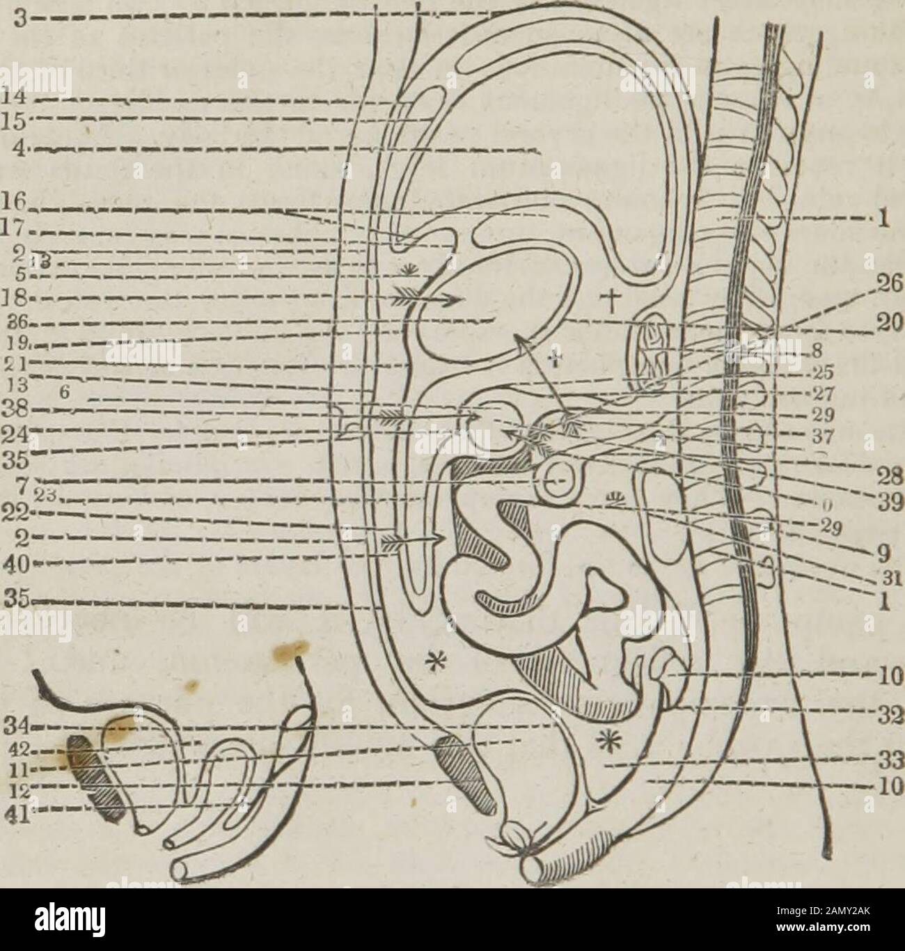 The dissector's guide, or, Student's companion : illustrated by ...