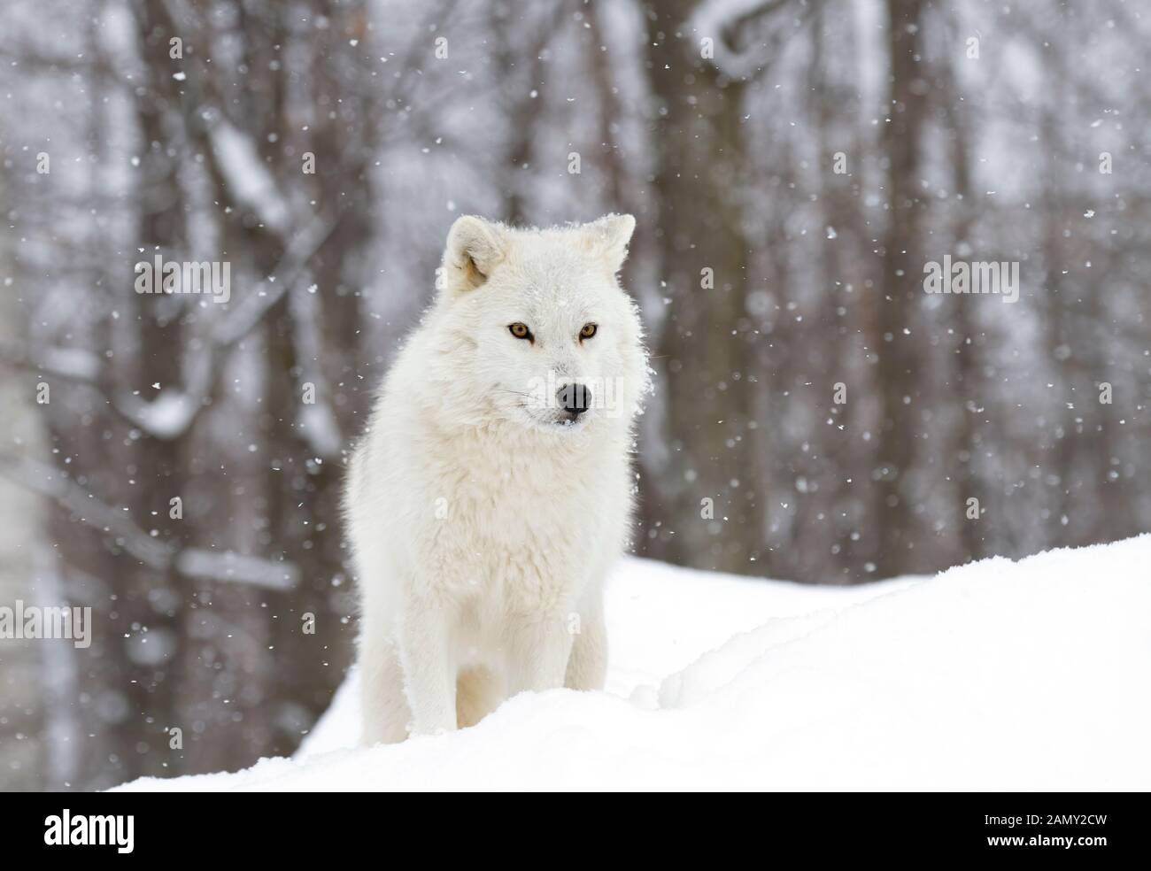 Arctic wolf closeup isolated on white background in the winter snow in ...