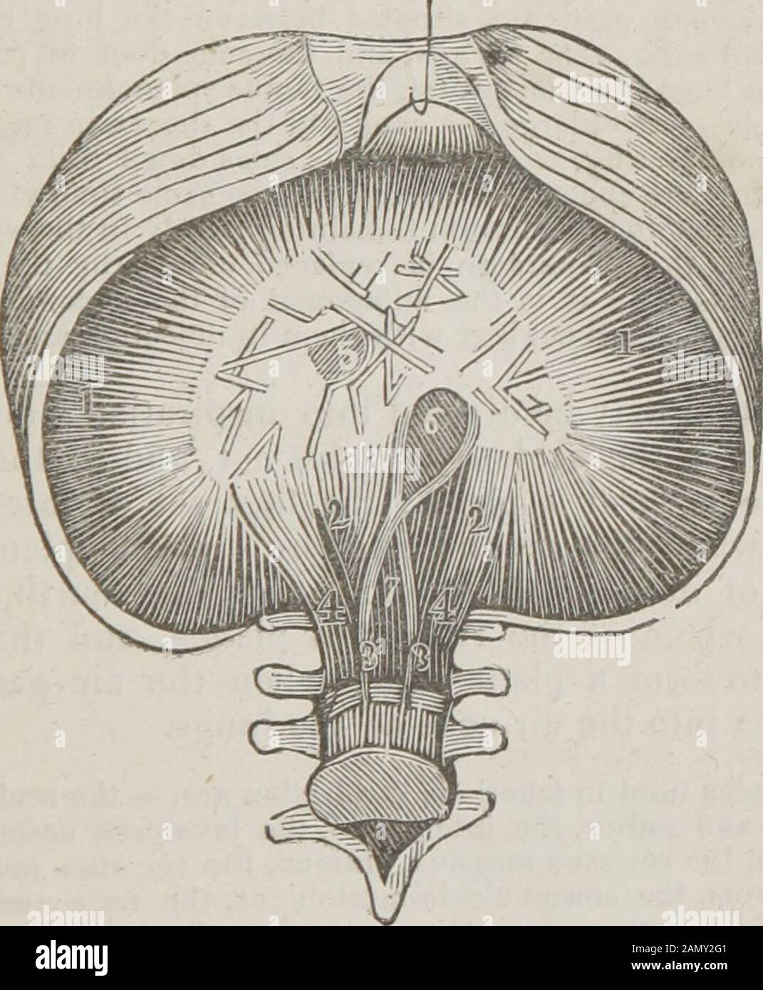 The dissector's guide, or, Student's companion : illustrated by ...
