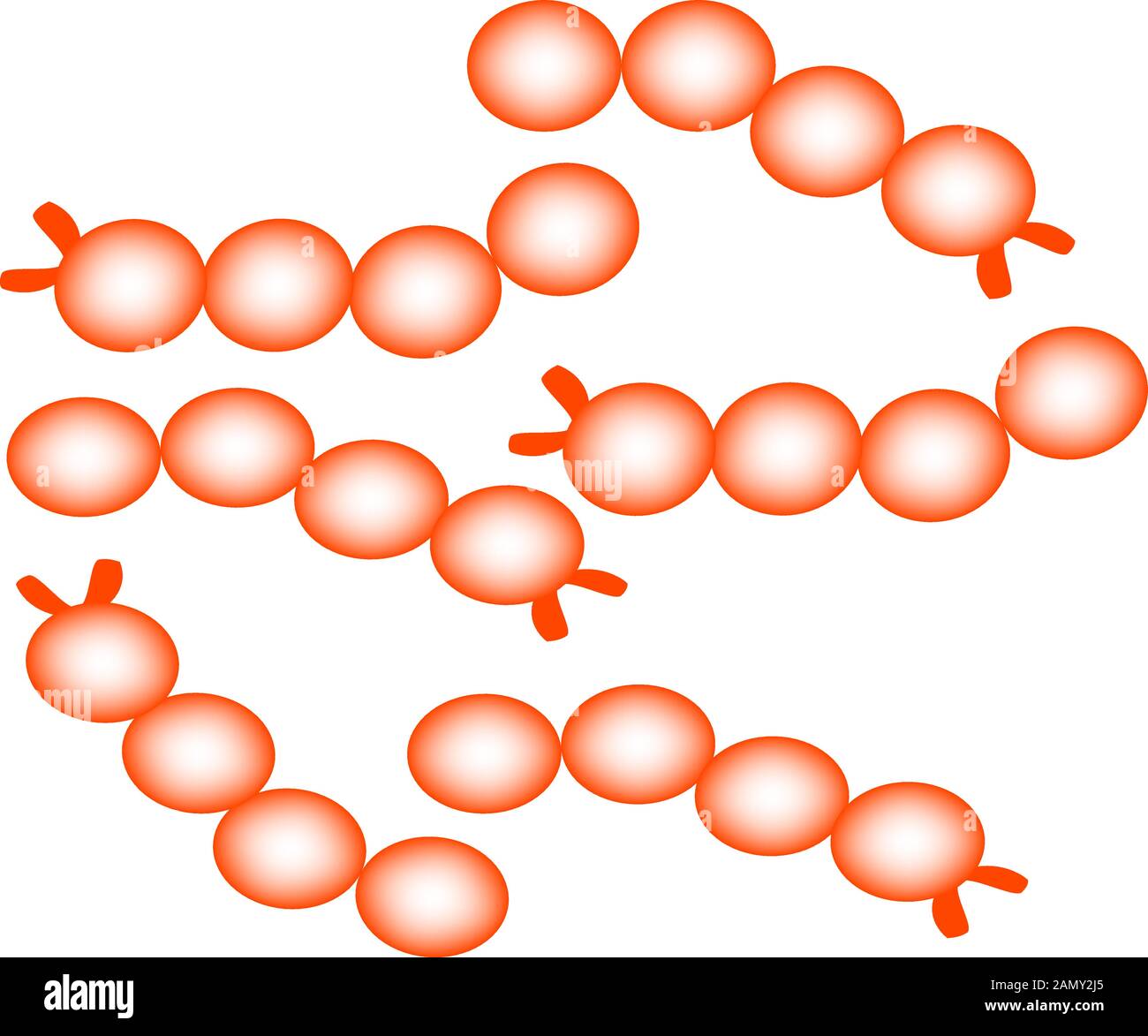 Streptococcus thermophilus hi-res stock photography and images - Alamy