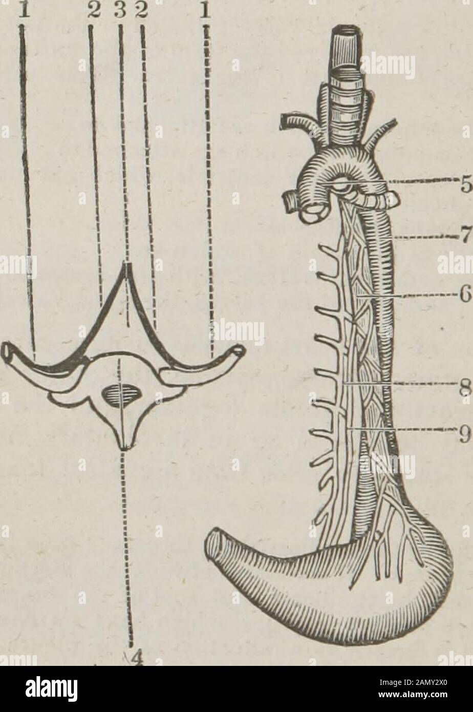 The dissector's guide, or, Student's companion : illustrated by ...