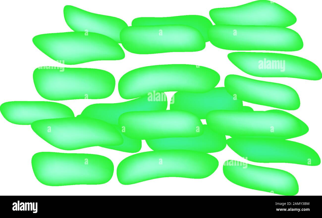 lactobacillus. Probiotic. Lactobacillus paracasei. Infographics. Vector ...