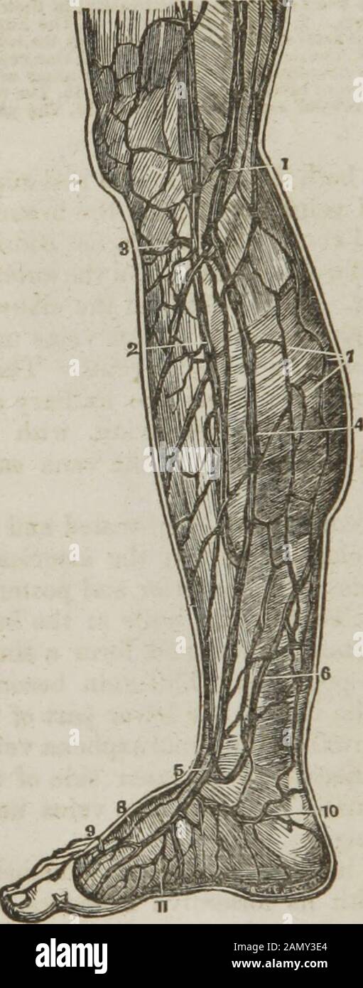 Vena saphena hi-res stock photography and images - Alamy