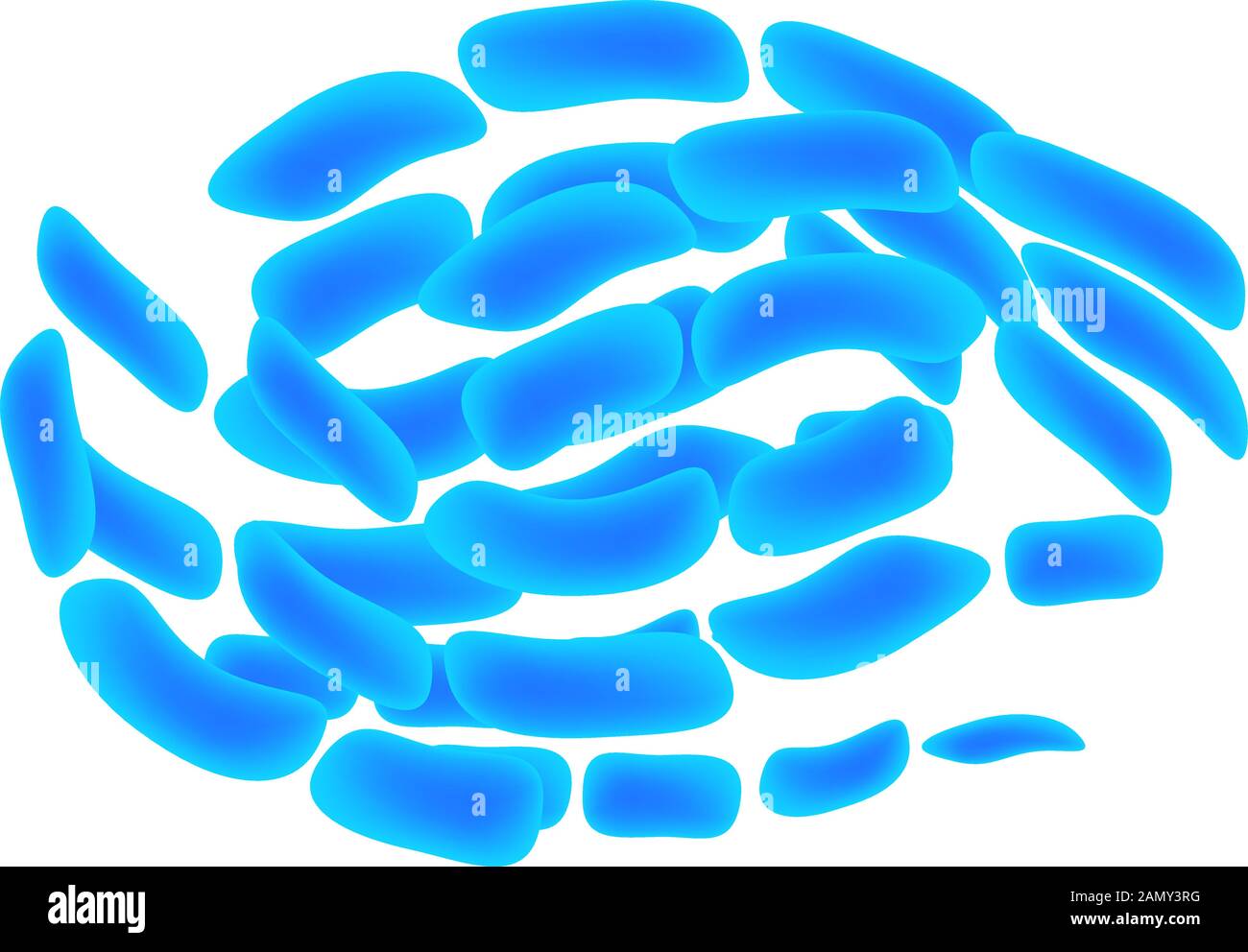 lactobacillus. Probiotic. Lactobacillus acidophilus. Infographics ...