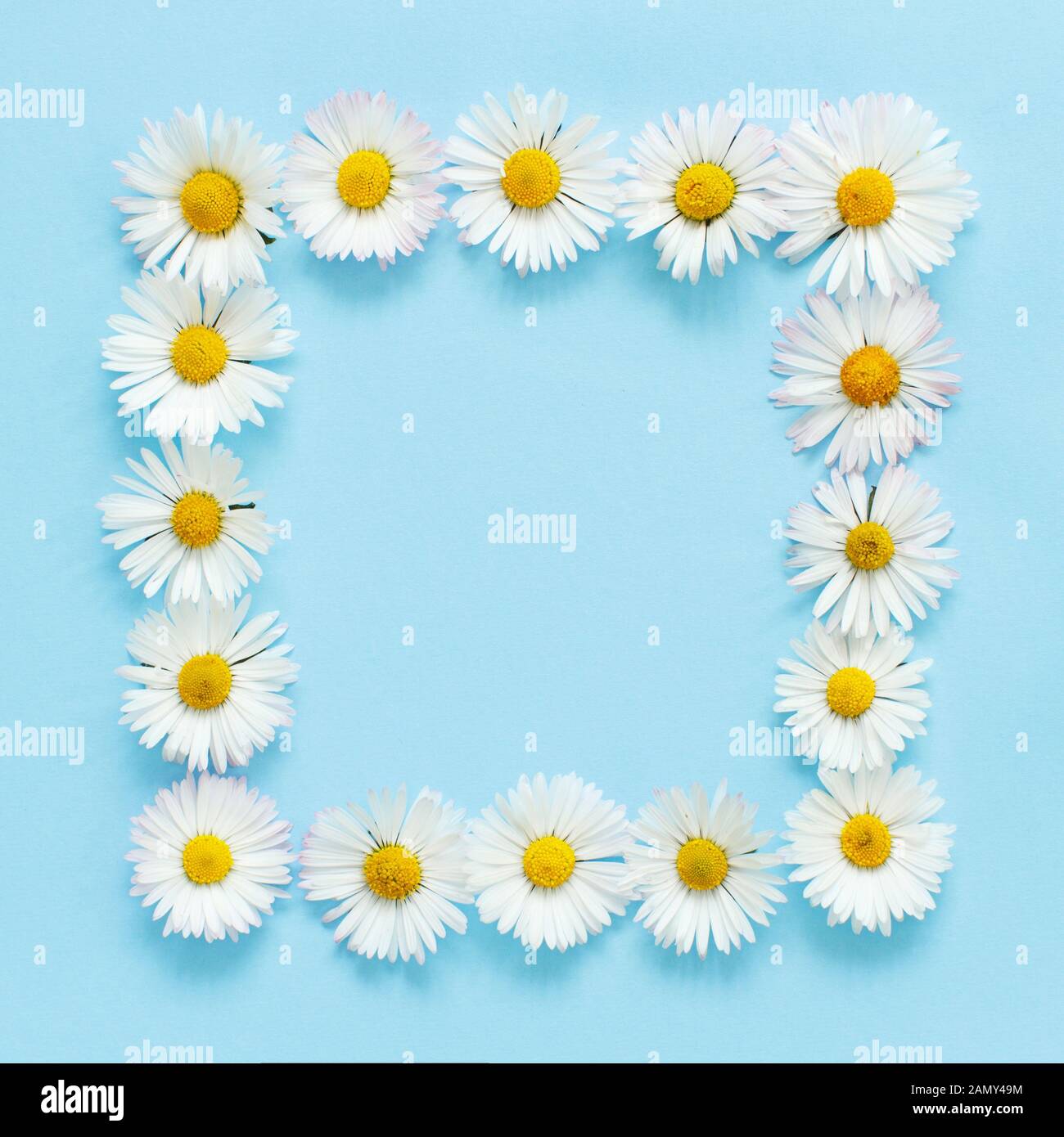 Rectangular floral frame on a light blue background top view Stock ...