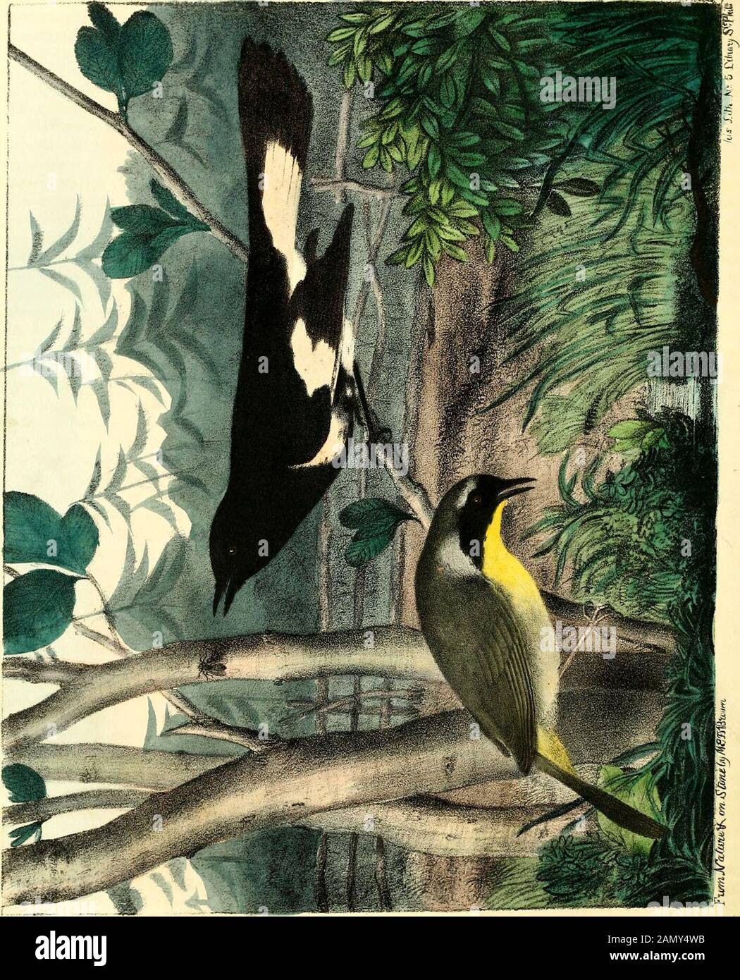 Temperate regions birds hi-res stock photography and images - Alamy