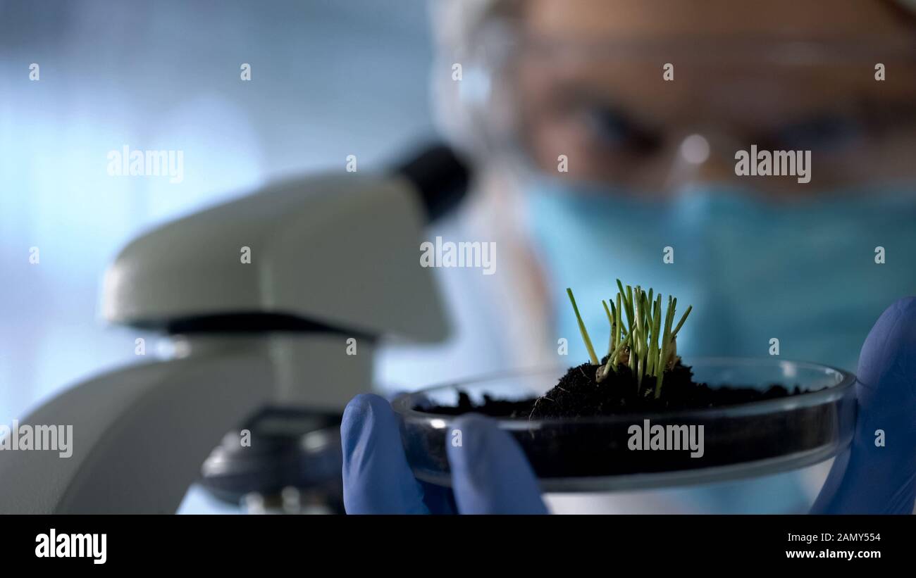 Biologist observing sprouts, using microscope to check growth, agro ...